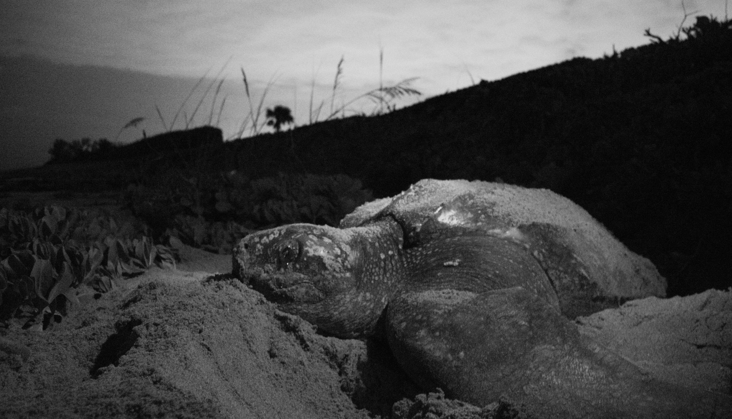 The 2018 leatherback nesting season is underway! - Loggerhead ...