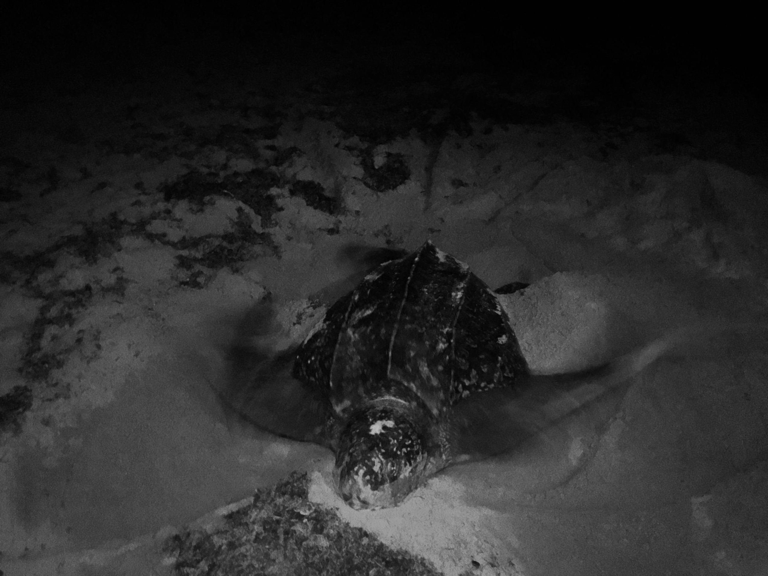 2019 Leatherback Nesting Season: Week 4 Recap - Loggerhead Marinelife ...