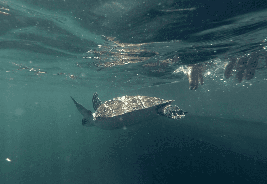 LMC partners with statewide organizations to conduct green sea turtle ...