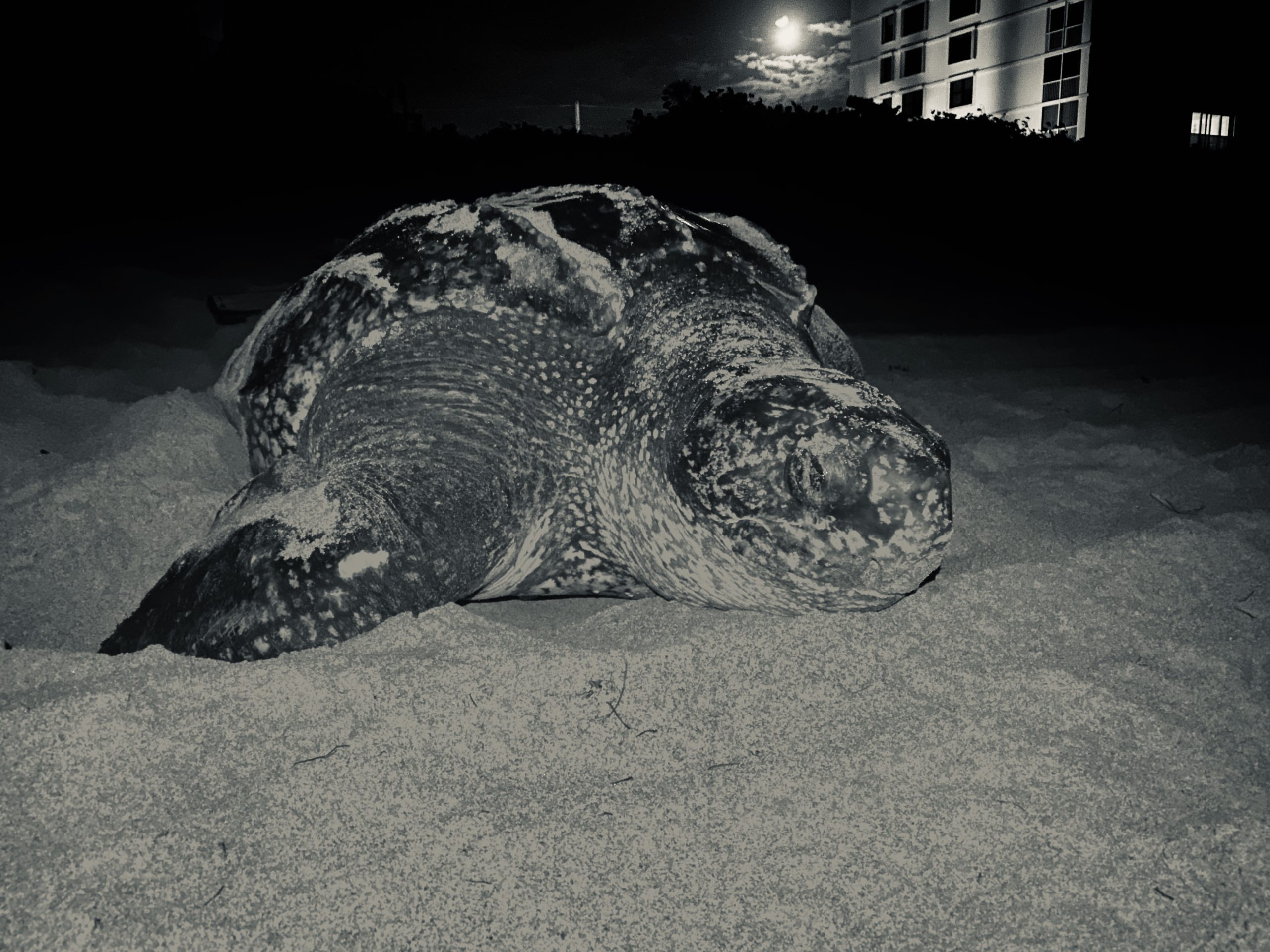 Leatherback Spotlight: "Aussie" - Loggerhead Marinelife Center