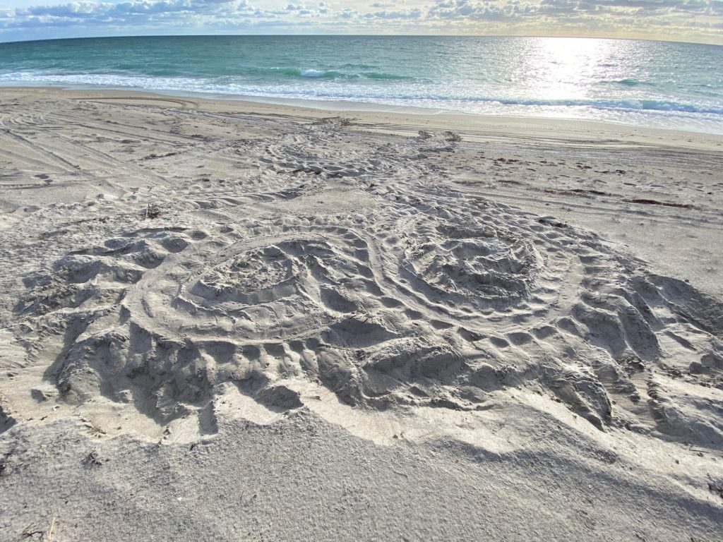 Leatherback Tracks: Visualizing Nature - Loggerhead Marinelife Center