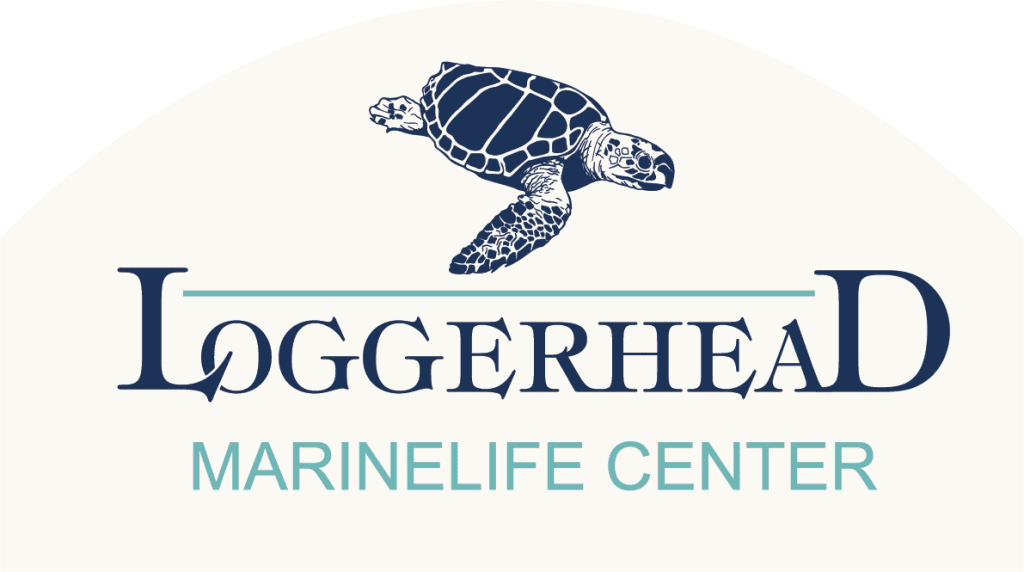 The Leatherback Project - Loggerhead Marinelife Center