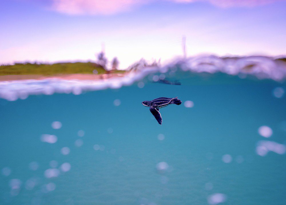 Hatchling Release - RETURNS SUMMER 2026 - Loggerhead Marinelife Center
