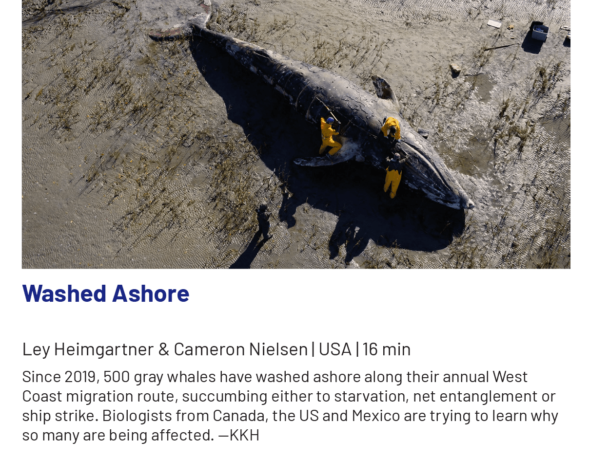 International Ocean Film Fest - Loggerhead Marinelife Center