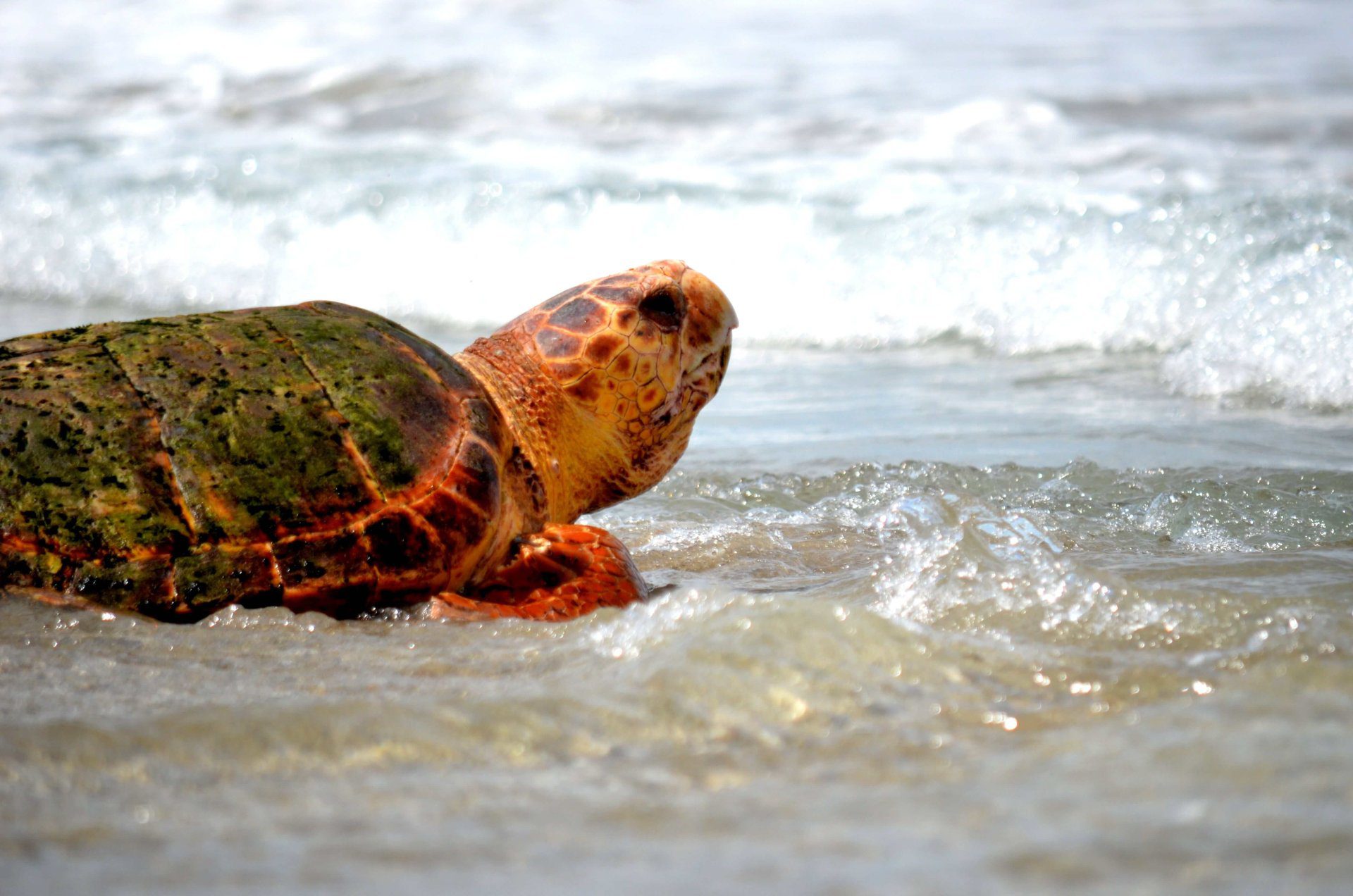 The Role of Sea Turtle Hospitals in Combatting the Effects of Climate ...