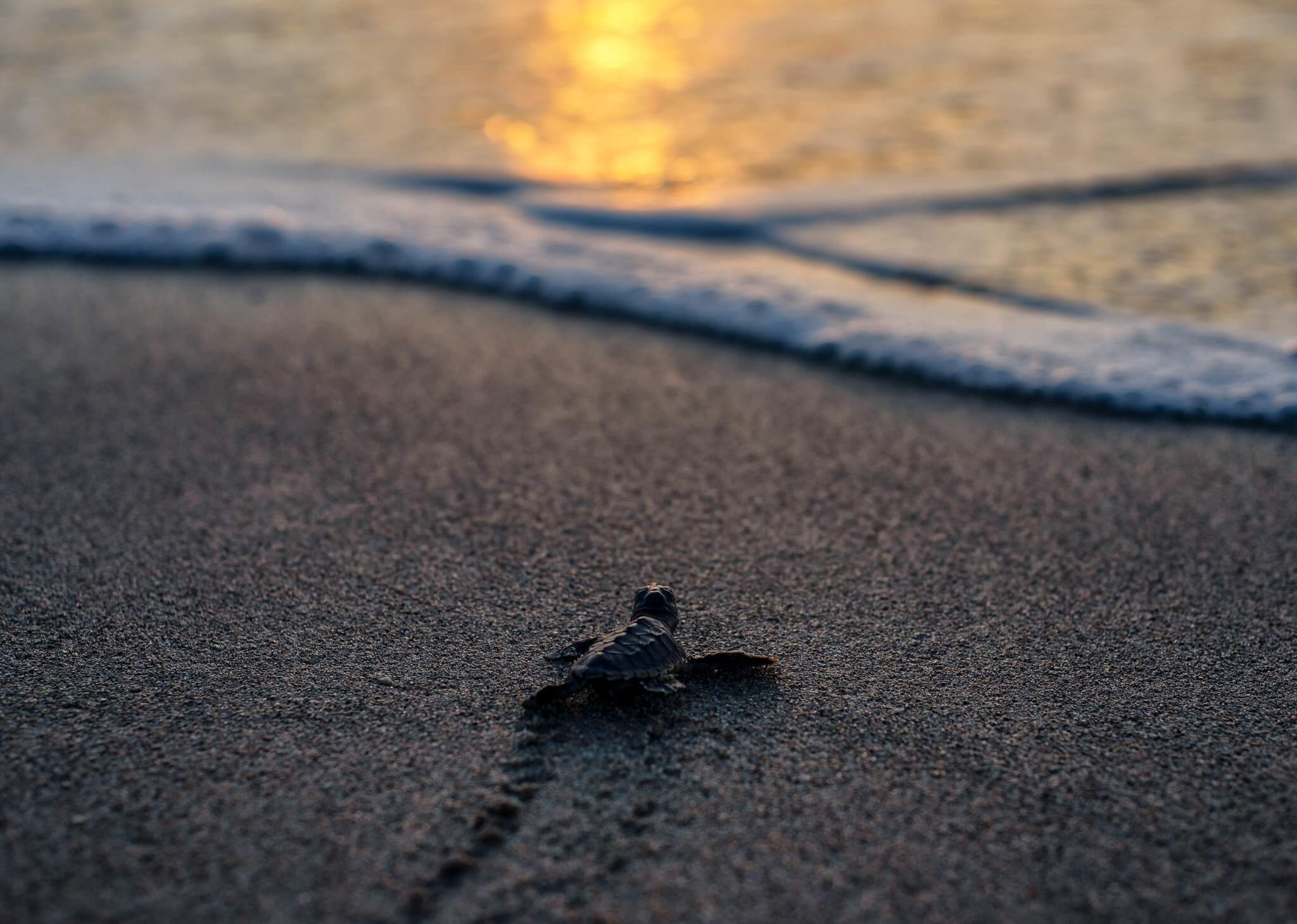 How Heat Waves Are Shaping the Future of Sea Turtle Populations ...