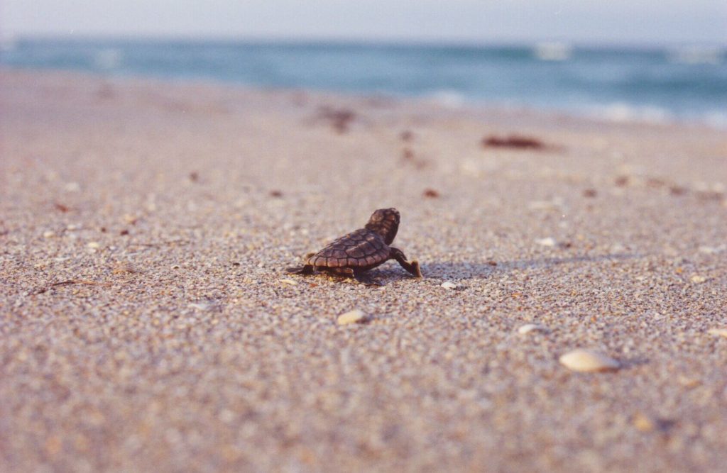 Q & A with Dr. Katie Fowler on Sea Turtle Nesting Research - Loggerhead ...
