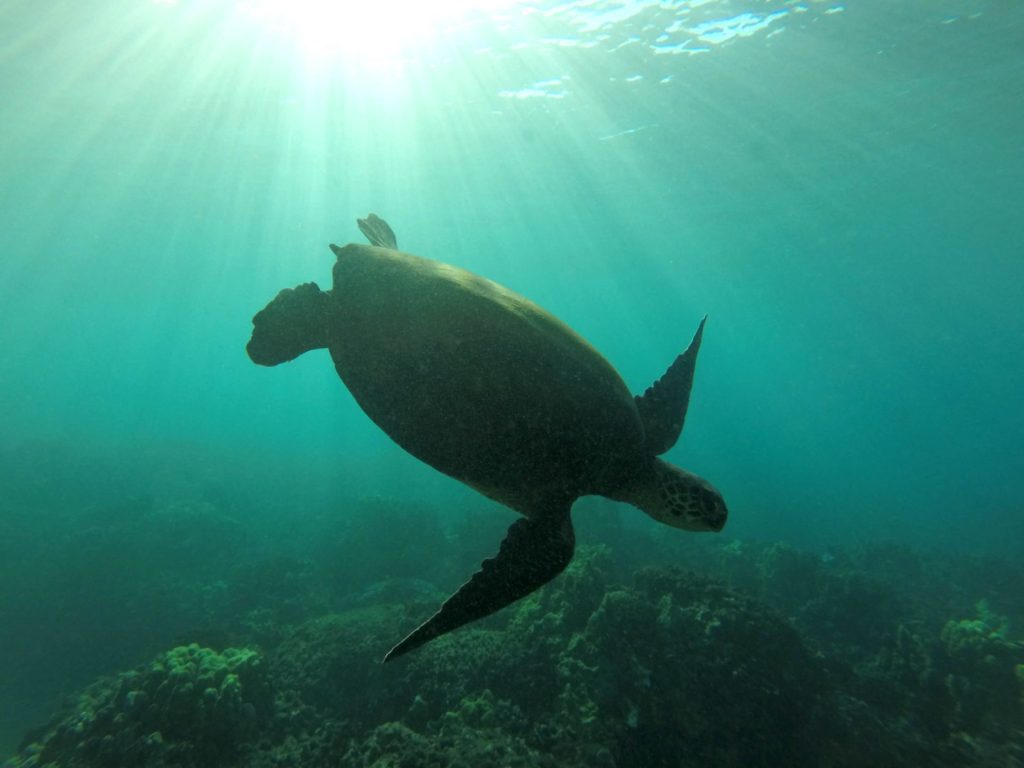 Why Is Marine Conservation Important? - Loggerhead Marinelife Center