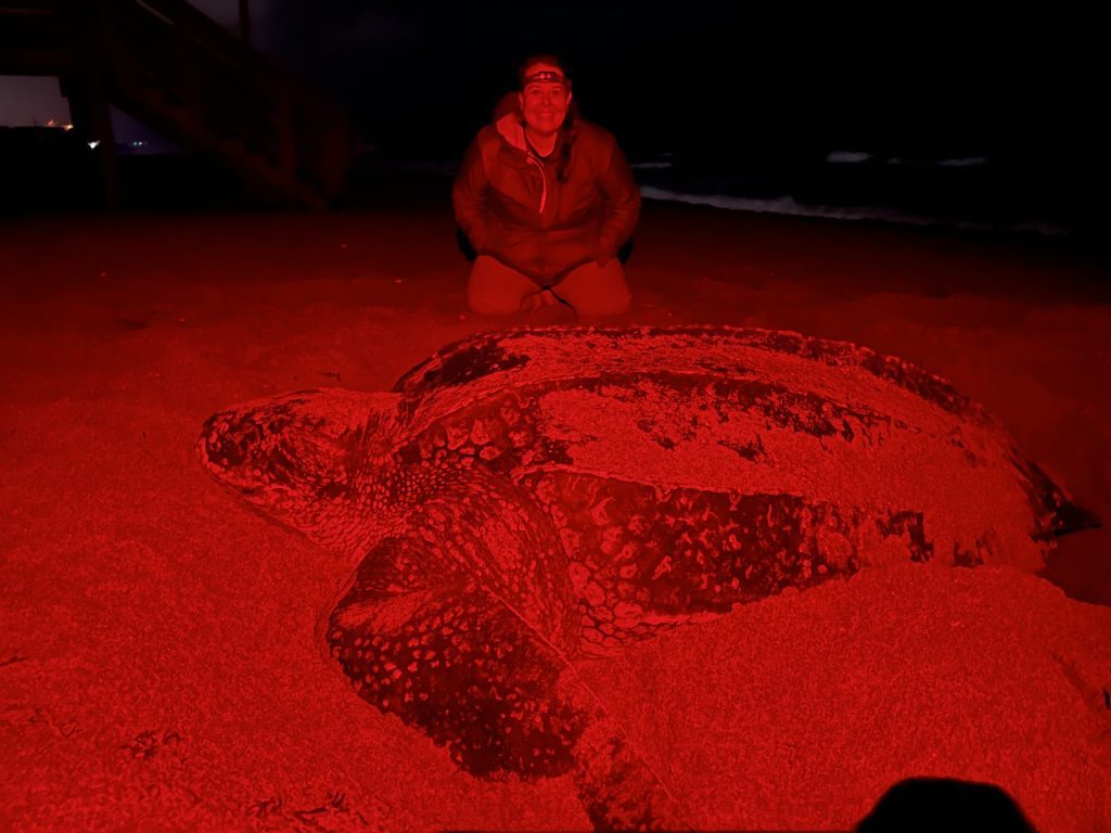 Q & A with Dr. Katie Fowler on Sea Turtle Nesting Research - Loggerhead ...