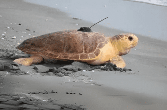 Rehabilitation Tracking - Loggerhead Marinelife Center