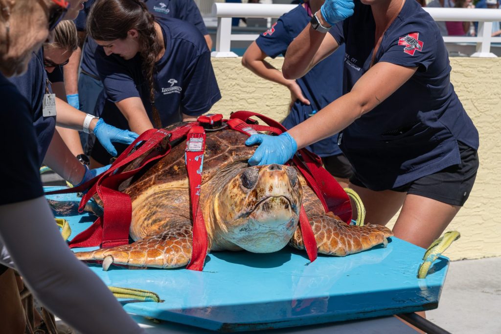 How Patients Help Each Other - Sea Turtle Blood Transfusions ...