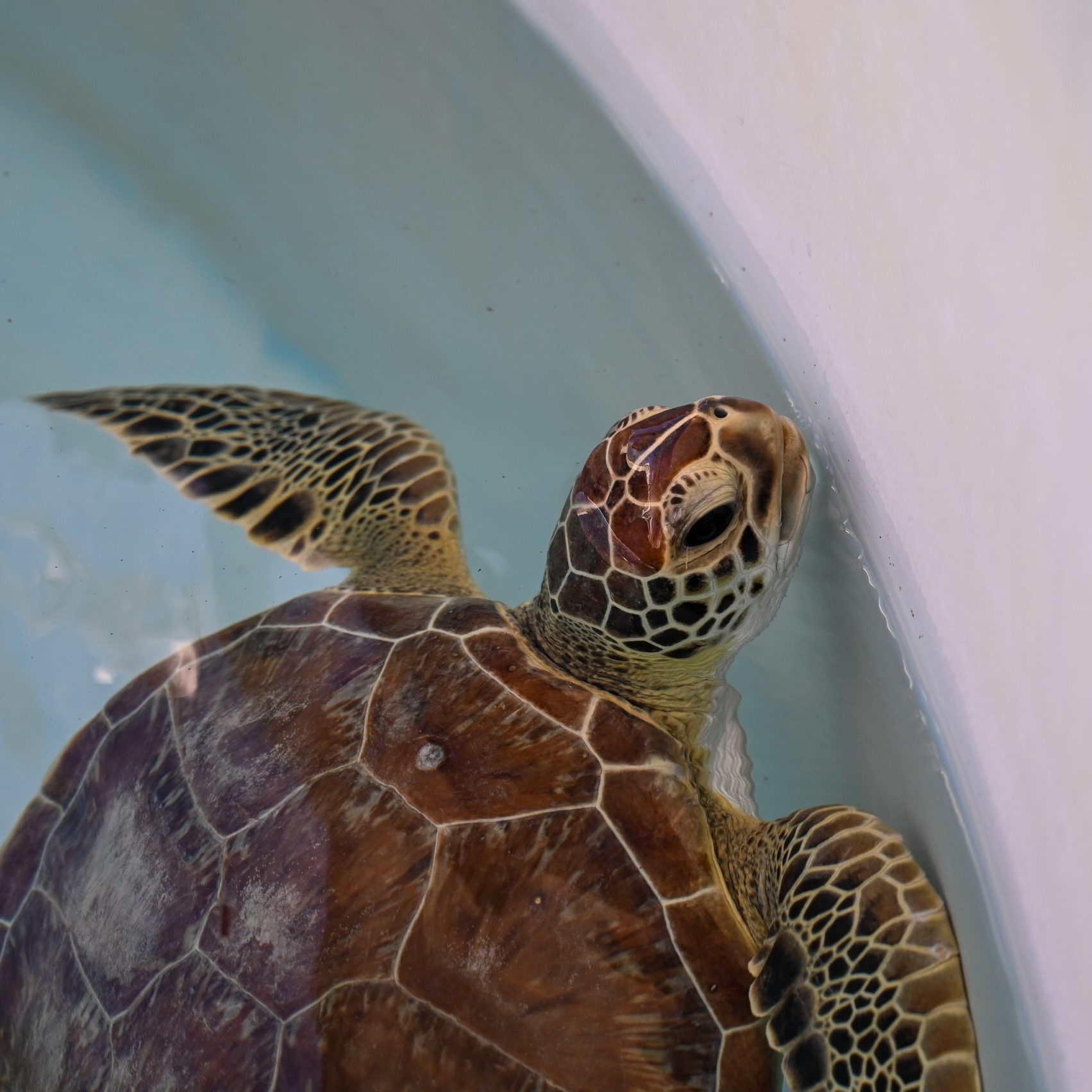 CrushReleased: 12-18-23 - Loggerhead Marinelife Center