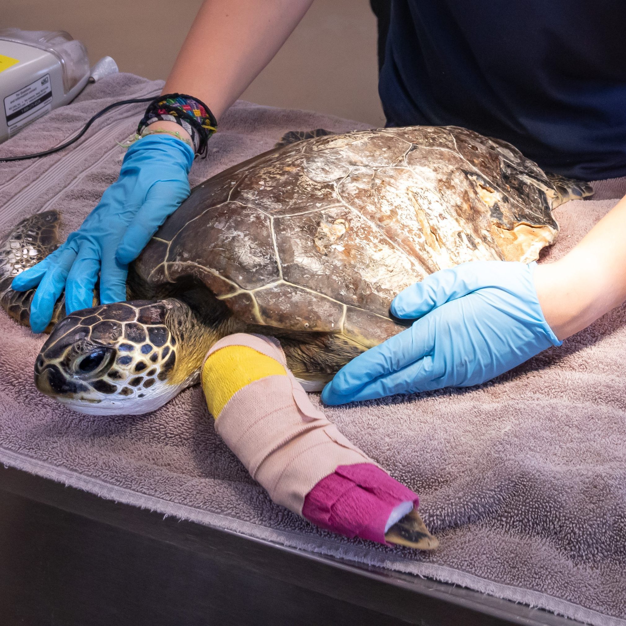 DanishDeceased - Loggerhead Marinelife Center