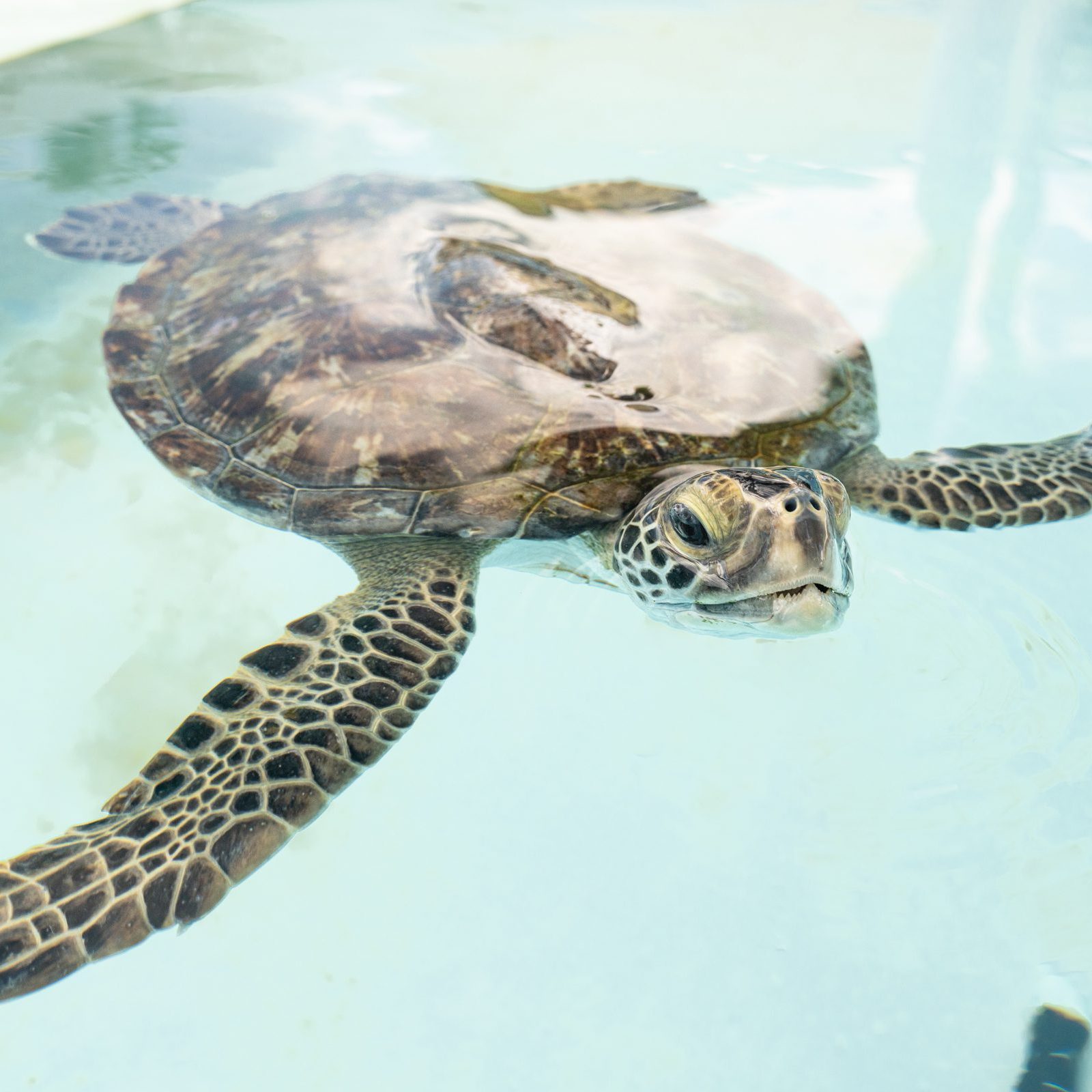 MadridReleased: 5-24-25 - Loggerhead Marinelife Center
