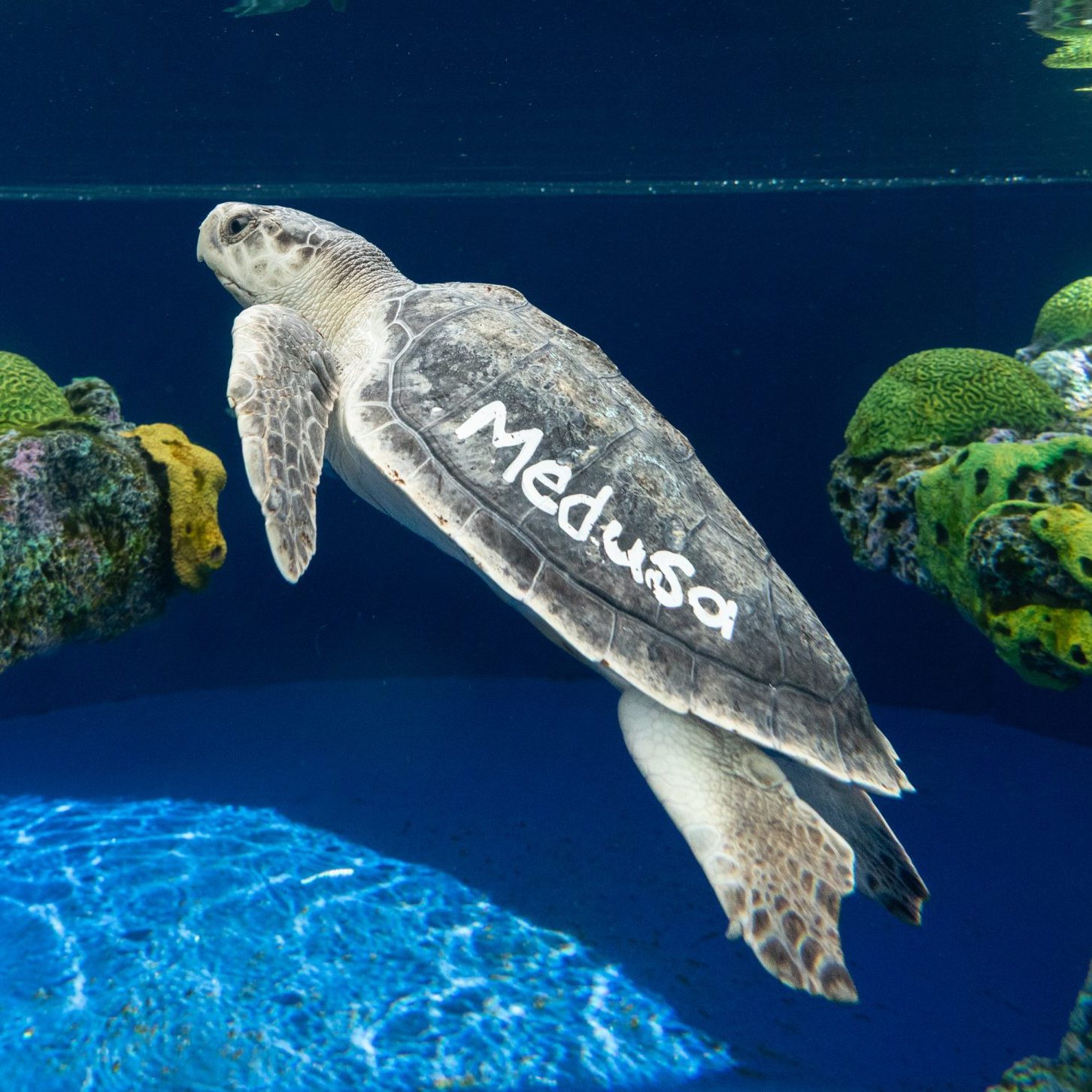 MedusaReleased: 2-4-26 - Loggerhead Marinelife Center