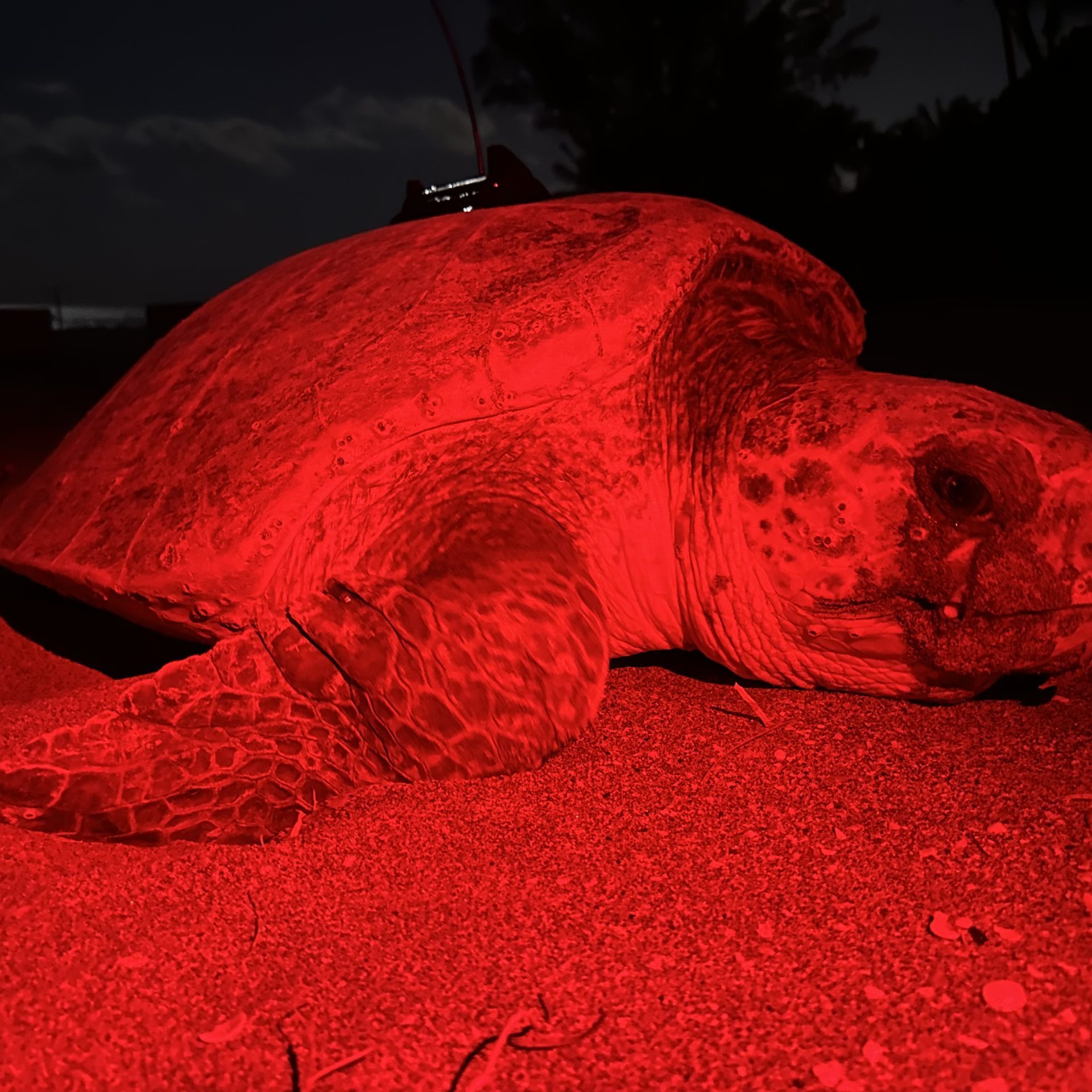 Tracking Therese - Loggerhead Marinelife Center