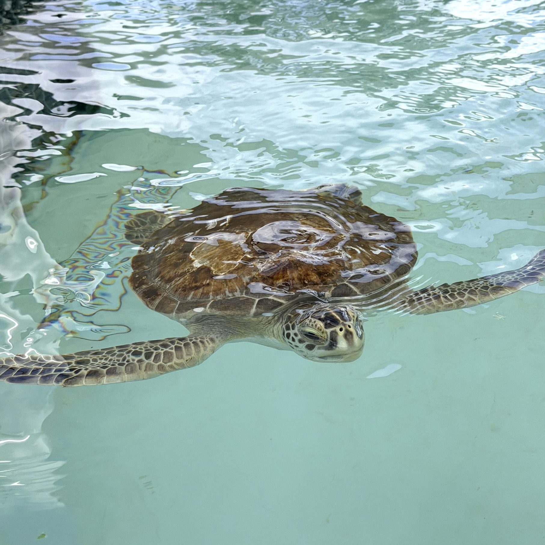 Cricket - Loggerhead Marinelife Center