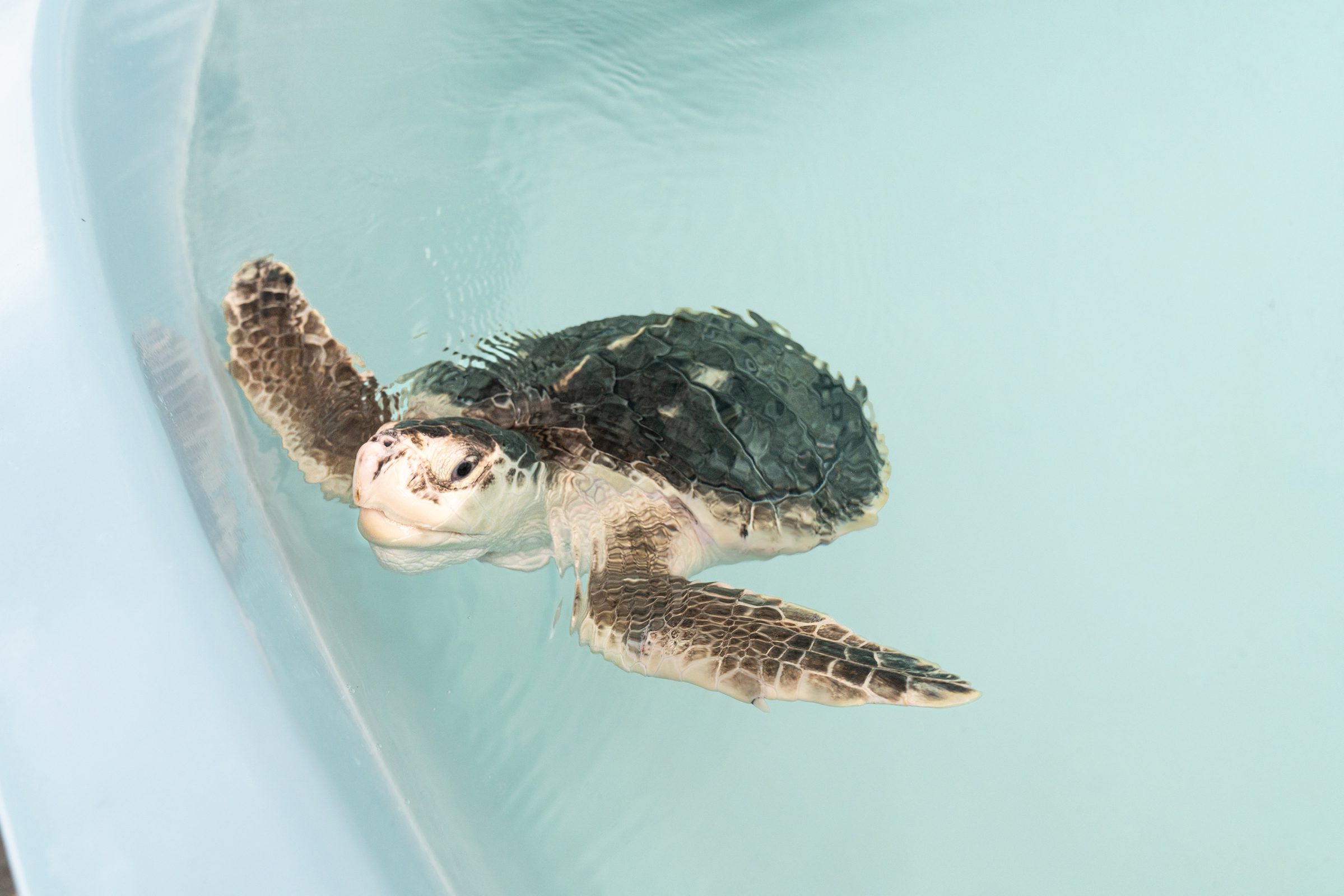 Sailor SwiftReleased: 7-16-25 - Loggerhead Marinelife Center