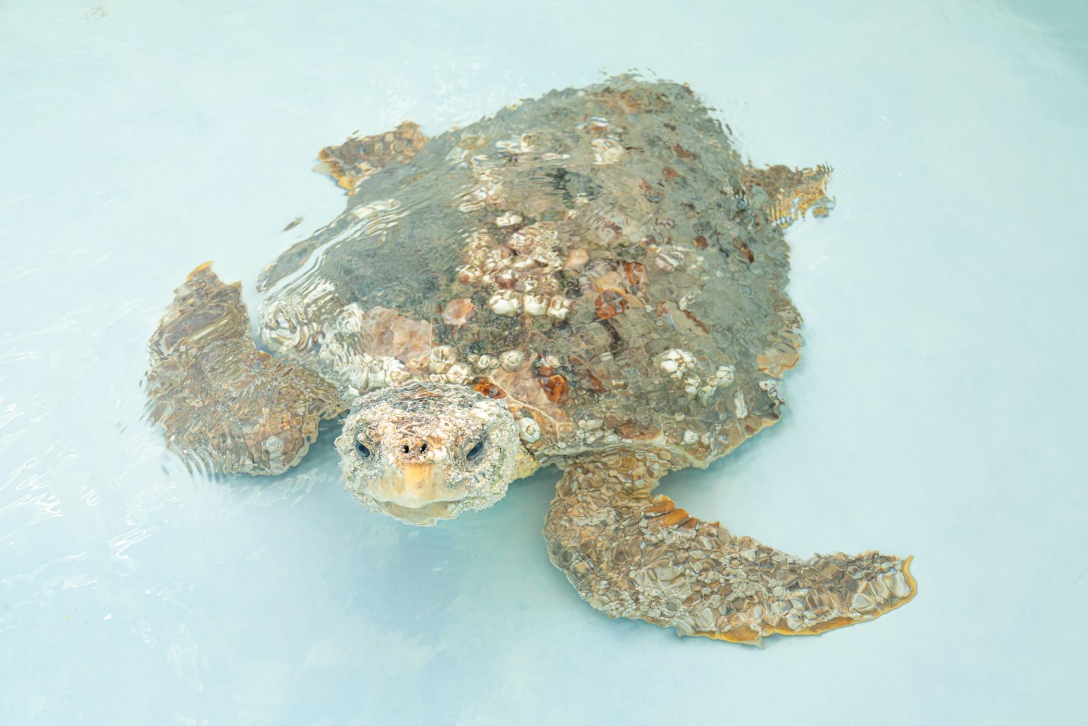 Patients - Loggerhead Marinelife Center